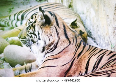 Smiling Tiger Stock Photo 499441960 | Shutterstock