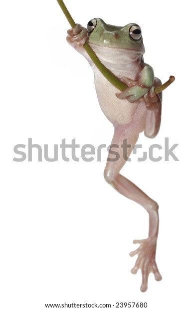 Smiling Tree Frog Litoria Caerulea Dangle Stock Photo (Edit Now) 23957680