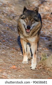 2,880 Smiling Grey Wolf Images, Stock Photos & Vectors | Shutterstock