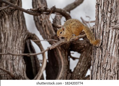 4,726 Squirrel feet Images, Stock Photos & Vectors | Shutterstock