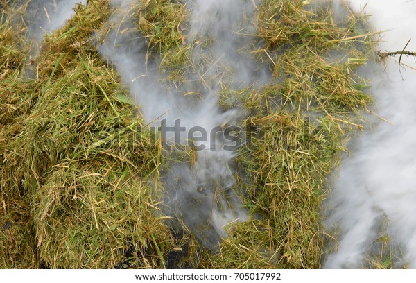 Smoking Grass Texture Stock Photo 705017992 | Shutterstock