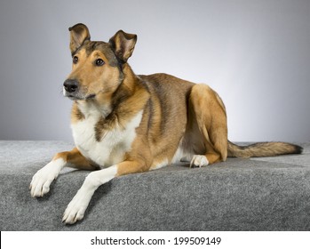 1,034 Smooth collie Images, Stock Photos & Vectors | Shutterstock