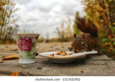 898 Squirrel with coffee Images, Stock Photos & Vectors | Shutterstock