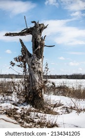 Snag Standing Dead Tree Missing Top Stock Photo 2134341205 | Shutterstock