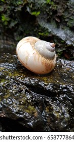 8 Freshwater snail at the waterfall Images, Stock Photos & Vectors ...
