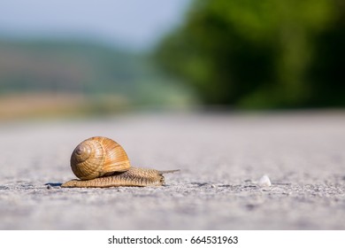 100,830 Slow snail Images, Stock Photos & Vectors | Shutterstock