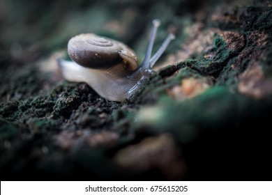 Dextral Images, Stock Photos & Vectors | Shutterstock