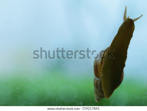 Snail On Glass Window Closeup Blur Stock Photo (Edit Now) 719217841