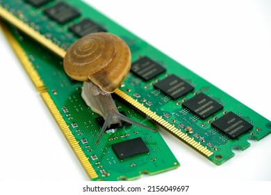 2,111 Snail damage Images, Stock Photos & Vectors | Shutterstock