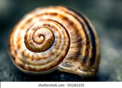 Snail Shell Stock Photo 551261155 | Shutterstock
