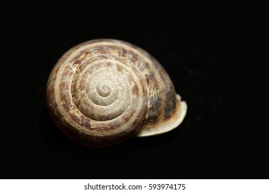 Snail Shell Stock Photo 593974175 | Shutterstock