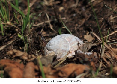 Empty Baby Turtle Shell On Natural Stock Photo 1634117524 | Shutterstock