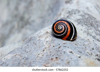 Snail Shell Cuba Stock Photo 57862252 | Shutterstock
