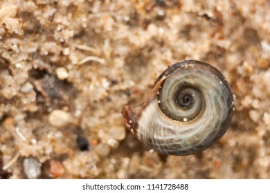 Pomacea Genus Freshwater Snails Gills Operculum Stock Photo (Edit Now ...