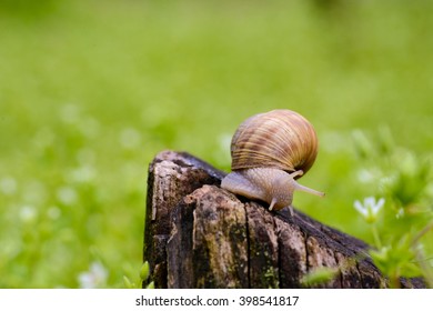 Snail-shell Images, Stock Photos & Vectors | Shutterstock