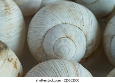 77 Beautiful Moon Shell Snail Images, Stock Photos & Vectors | Shutterstock
