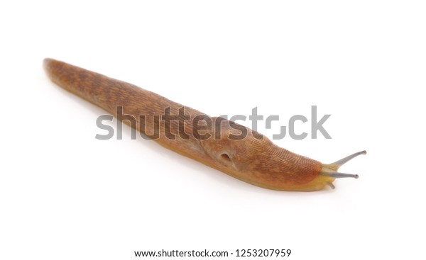 Snail Without Shell Isolated On White Stock Photo (Edit Now) 1253207959