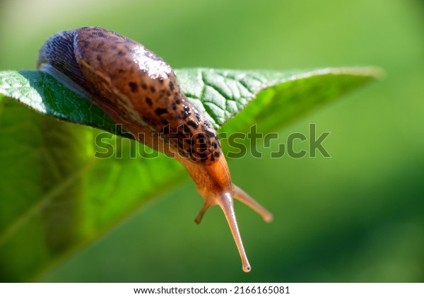 61,667 Slug Shells Images, Stock Photos & Vectors | Shutterstock