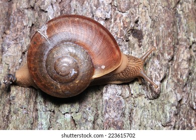 231 Telescope snail Images, Stock Photos & Vectors | Shutterstock