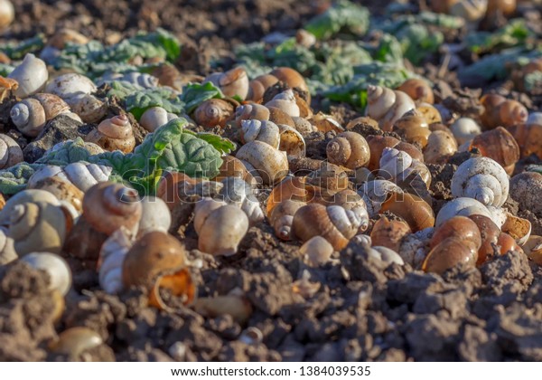 Snails Hard Shells Spreaded On River Stock Photo 1384039535 | Shutterstock