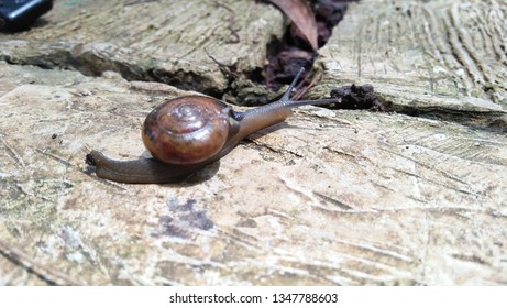 149 Class gastropoda Images, Stock Photos & Vectors | Shutterstock