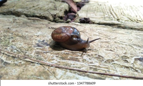 149 Class gastropoda Images, Stock Photos & Vectors | Shutterstock