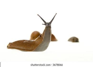 Snails On White Background Stock Photo 3678066 | Shutterstock