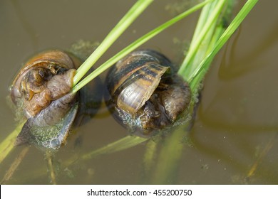 Front Detail On Ophiogomphus Cecilia Greenblue Stock Photo (Edit Now ...