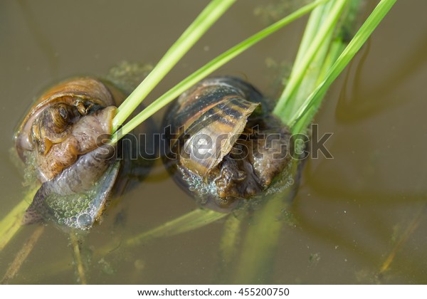 Snails Rice Fields ภาพสต็อก 455200750 | Shutterstock