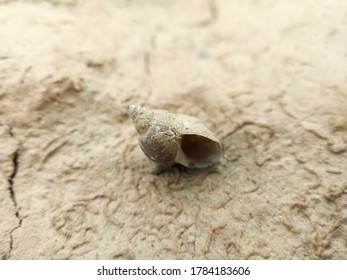 427 Zoomed snail Images, Stock Photos & Vectors | Shutterstock