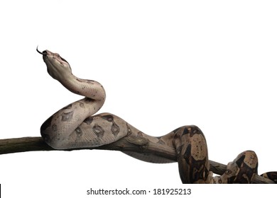 15,630 Pets Snake White Background Images, Stock Photos & Vectors ...