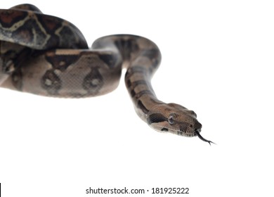 3,045 Moving snake Images, Stock Photos & Vectors | Shutterstock