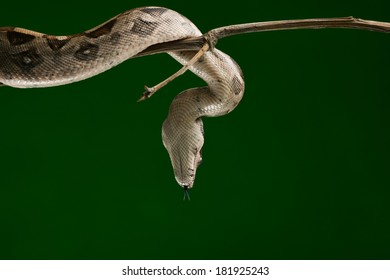 3,350 Hanging snake Images, Stock Photos & Vectors | Shutterstock