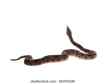 3,045 Moving snake Images, Stock Photos & Vectors | Shutterstock