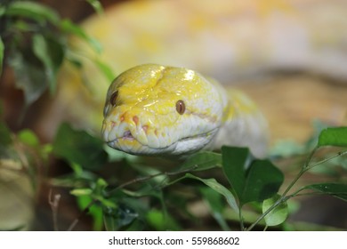 Snake byte Images, Stock Photos & Vectors | Shutterstock