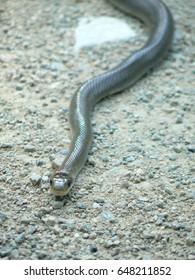 Car Crushed Snake Died On Roadscary 스톡 사진 791411290 | Shutterstock