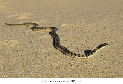 63 Vibora Images, Stock Photos & Vectors | Shutterstock
