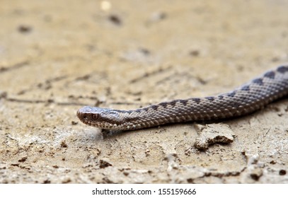 Rattlesnake Crotalus Atrox Western Diamondback Dangerous Stock Photo ...