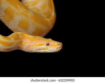 Snake Background Stock Photo 632339903 | Shutterstock