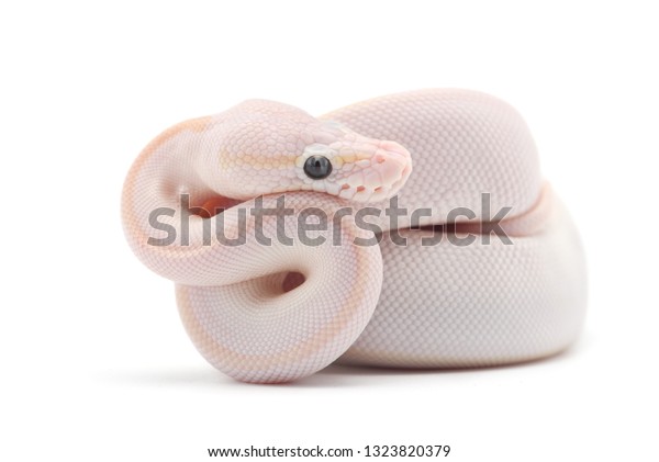Snake Ball Python Isolated On White Stock Photo (Edit Now) 1323820379