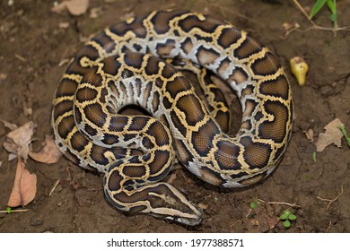 1,475 Molurus Python Images, Stock Photos & Vectors | Shutterstock