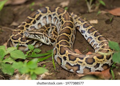 1,475 Molurus Python Images, Stock Photos & Vectors | Shutterstock