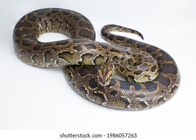 1,475 Molurus Python Images, Stock Photos & Vectors | Shutterstock