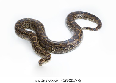 1,475 Molurus Python Images, Stock Photos & Vectors | Shutterstock