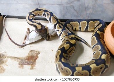 390 Columbrid Images, Stock Photos & Vectors | Shutterstock