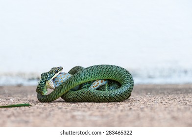 Snake Gecko Devours Stock Photo 283465322 | Shutterstock