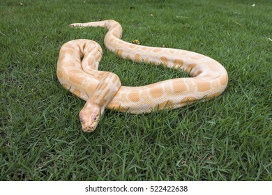 185 Golden thai python snake Images, Stock Photos & Vectors | Shutterstock