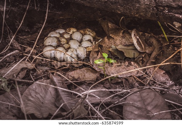 1,512 imágenes de Snake nest - Imágenes, fotos y vectores de stock ...