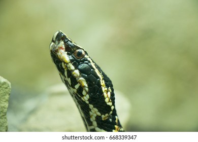 4,186 "snake head rock" Images, Stock Photos & Vectors | Shutterstock