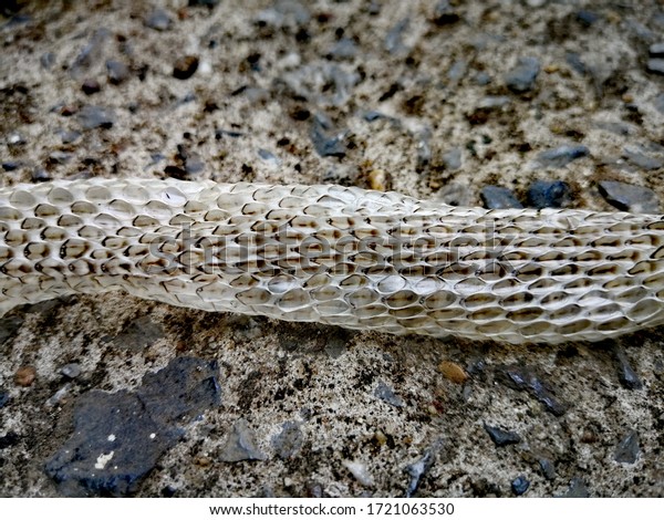 Snake Molt Pattern Snake Skin Stock Photo 1721063530 | Shutterstock